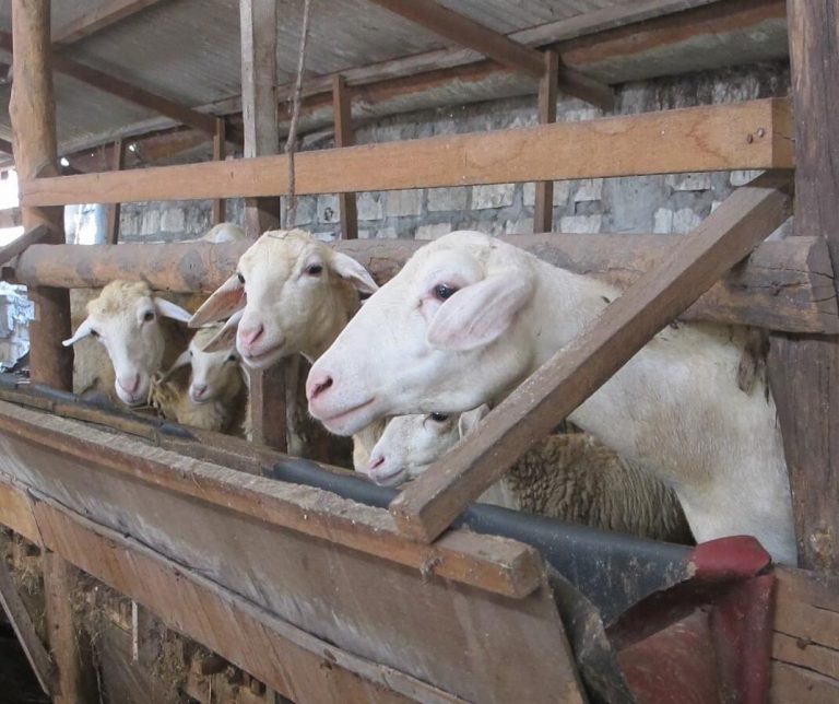 Cara Ternak Kambing Modern, Lebih Praktis Dan Terbukti Menguntungkan