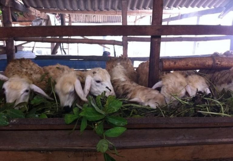 Cara Ternak Kambing Modern, Lebih Praktis Dan Terbukti Menguntungkan
