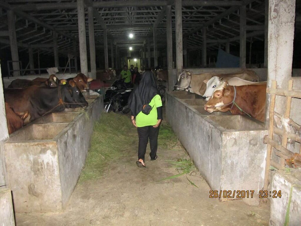 Pemeliharaan sapi pedaging