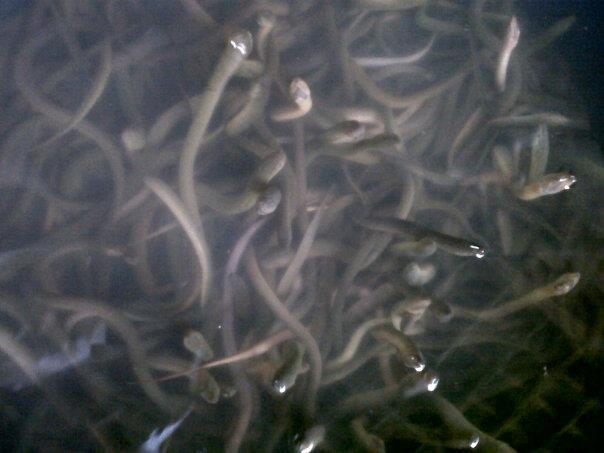 Cara Budidaya Belut Dengan Metode GDM, Terbukti Mempercepat Panen