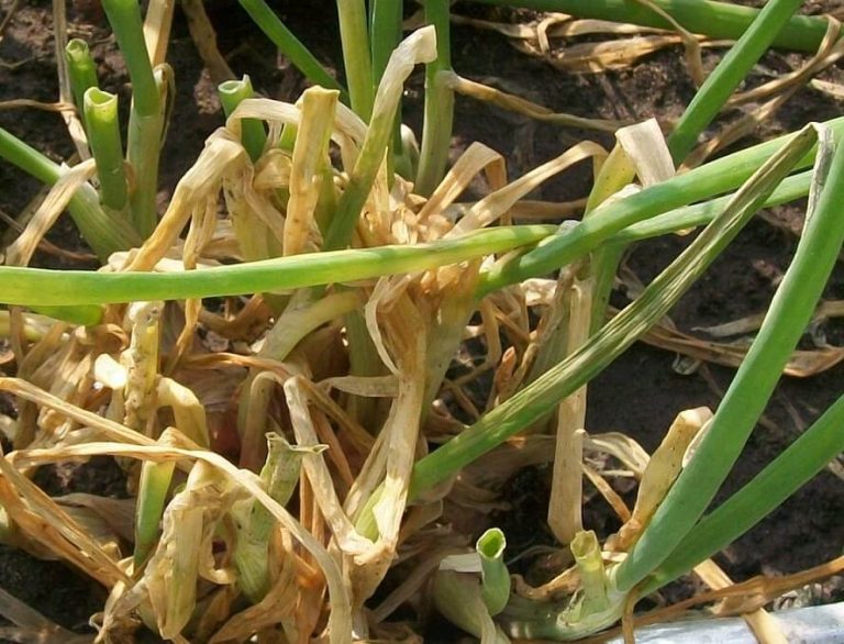 Cara Ampuh Mengendalikan Penyakit Layu Fusarium