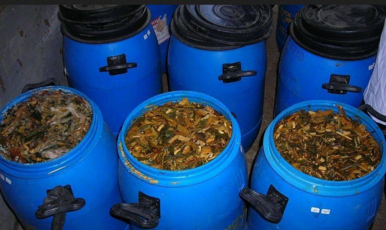 Cara Membuat Pakan Fermentasi Pakan Ternak dengan Probiotik