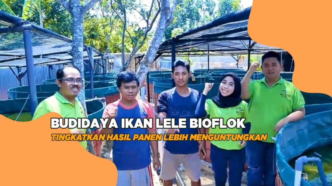 Menarik Dicoba! Hanya Dari Budidaya Lele Bioflok Tingkatkan Omzet Berlipat