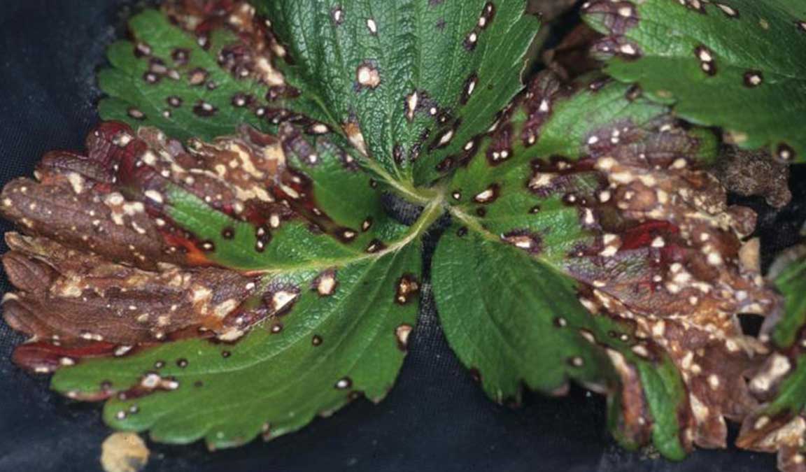 Cara Mengendalikan Hama dan Penyakit Pada Tanaman Strawberry - Suplemen ...