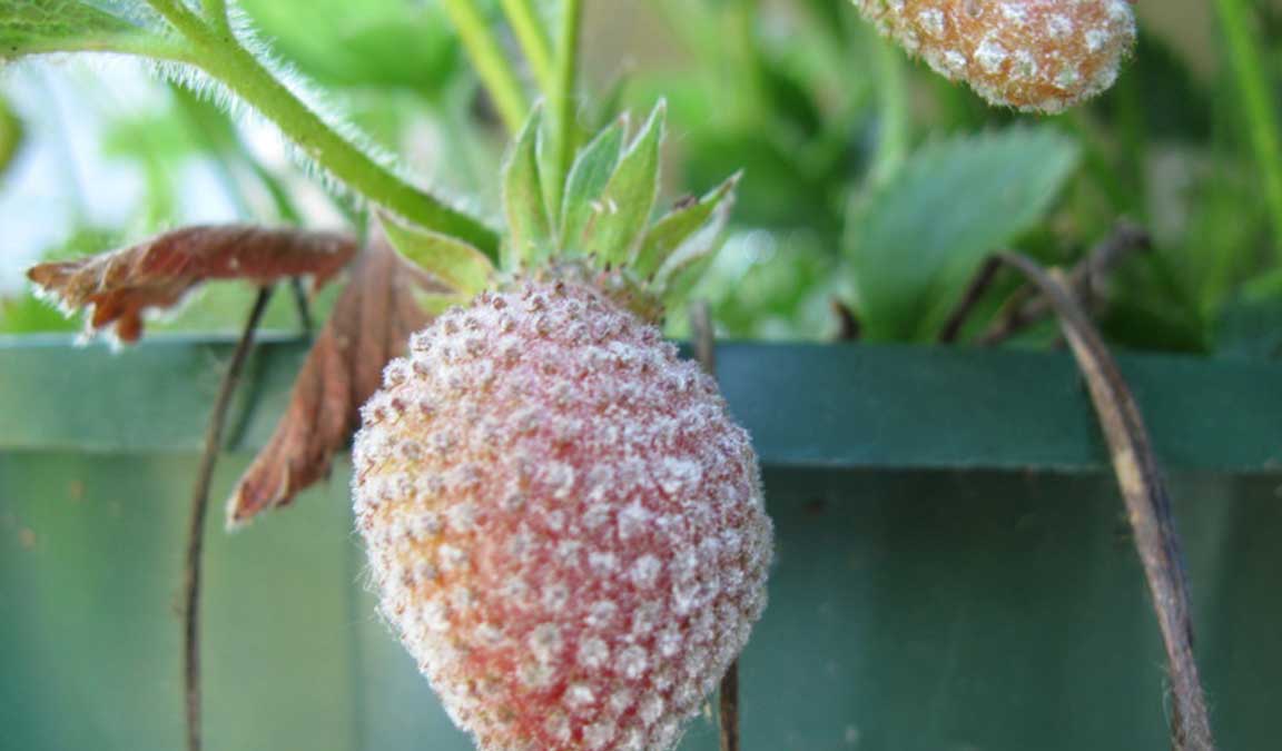 Cara Mengendalikan Hama dan Penyakit Pada Tanaman Strawberry - Suplemen ...