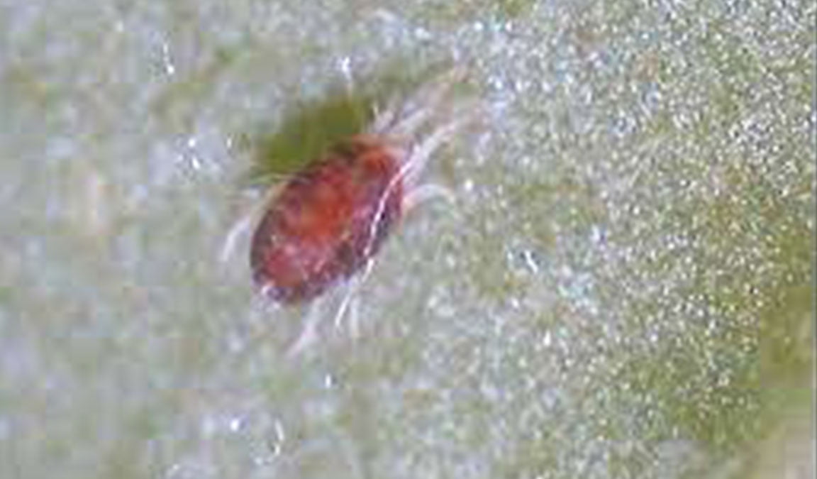 Cara Mengendalikan Hama dan Penyakit Pada Tanaman Strawberry - Suplemen ...