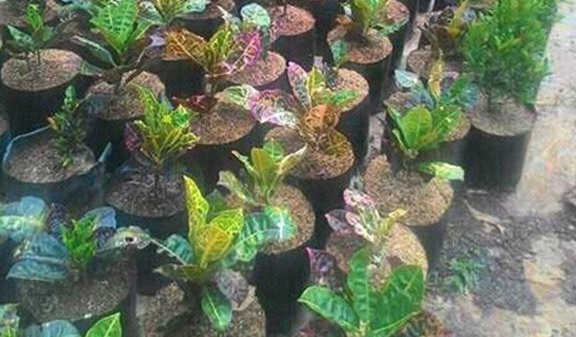 Jenis dan Dosis Pemupukan Tanaman Puring Supaya Lebih Ngejreng ...