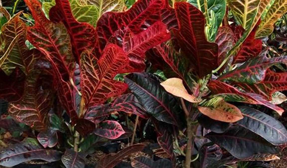 Jenis dan Dosis Pemupukan Tanaman Puring Supaya Lebih Ngejreng ...