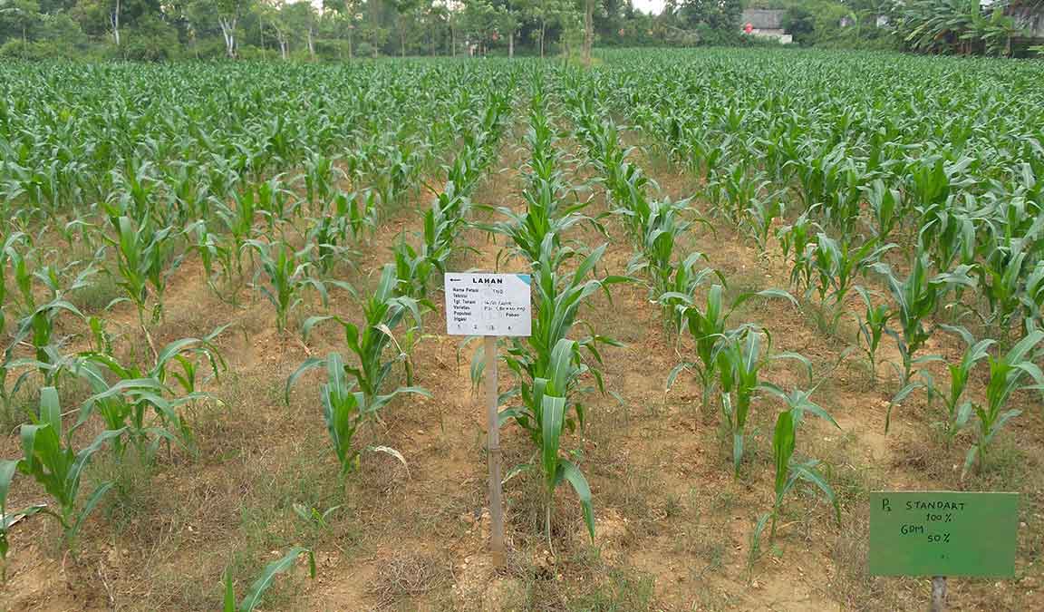 Cara Menanam Jagung Sampai Panen dan Menghasilkan