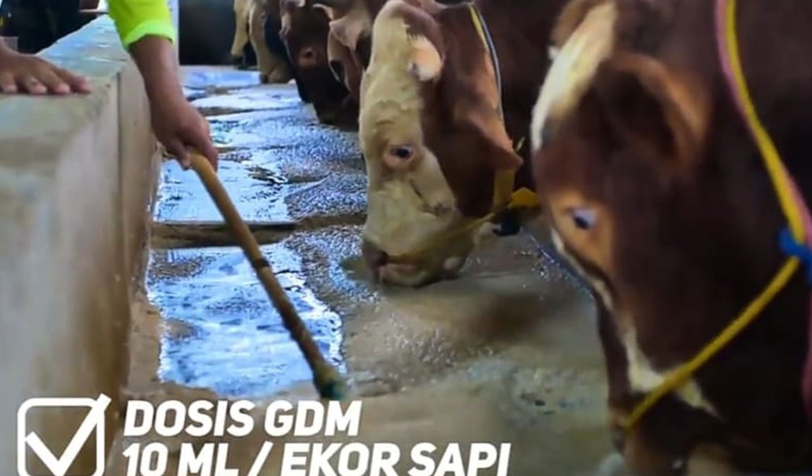 Sapi Tidak Mau Makan Dan Lemas: Gejala, Penyebab, Cara Mengatasi Hingga ...