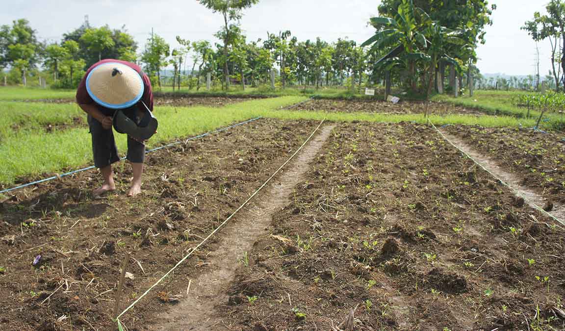 Cara Menanam Jagung Sampai Panen dan Menghasilkan