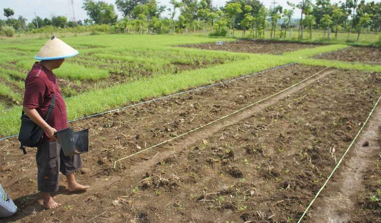 Cara Menanam Jagung Sampai Panen dan Menghasilkan