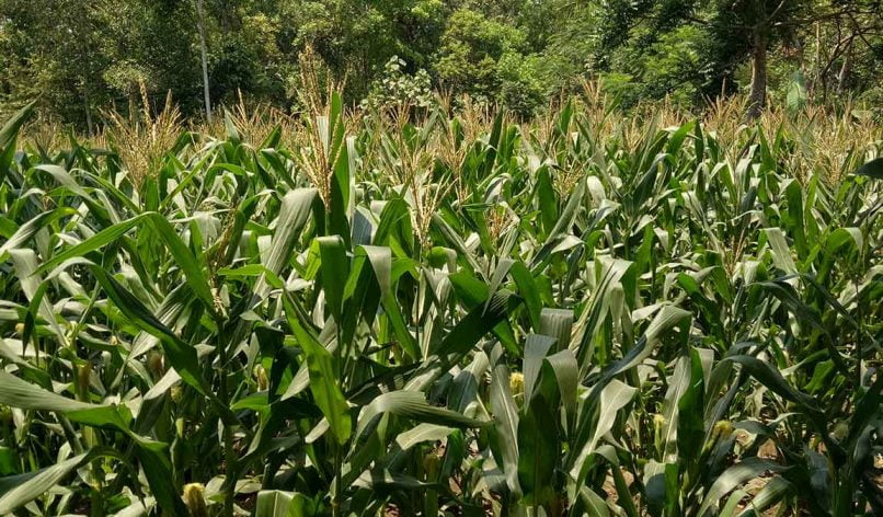 Cara Menanam Jagung Sampai Panen dan Menghasilkan