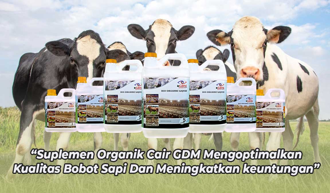 Cara Membuat Konsentrat Sapi Sederhana, Terbukti Keuntungan Naik ...