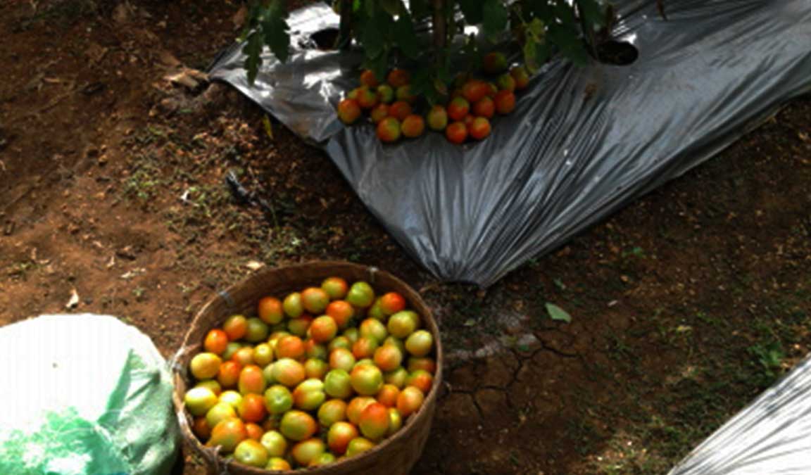 Cara Menanam Tomat Agar Berbuah Lebat dan Cepat, Telah Terbukti