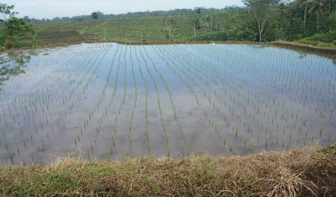 Cara Menanam Padi Bebas Wereng, Hasilkan Panen Hingga 12 Ton