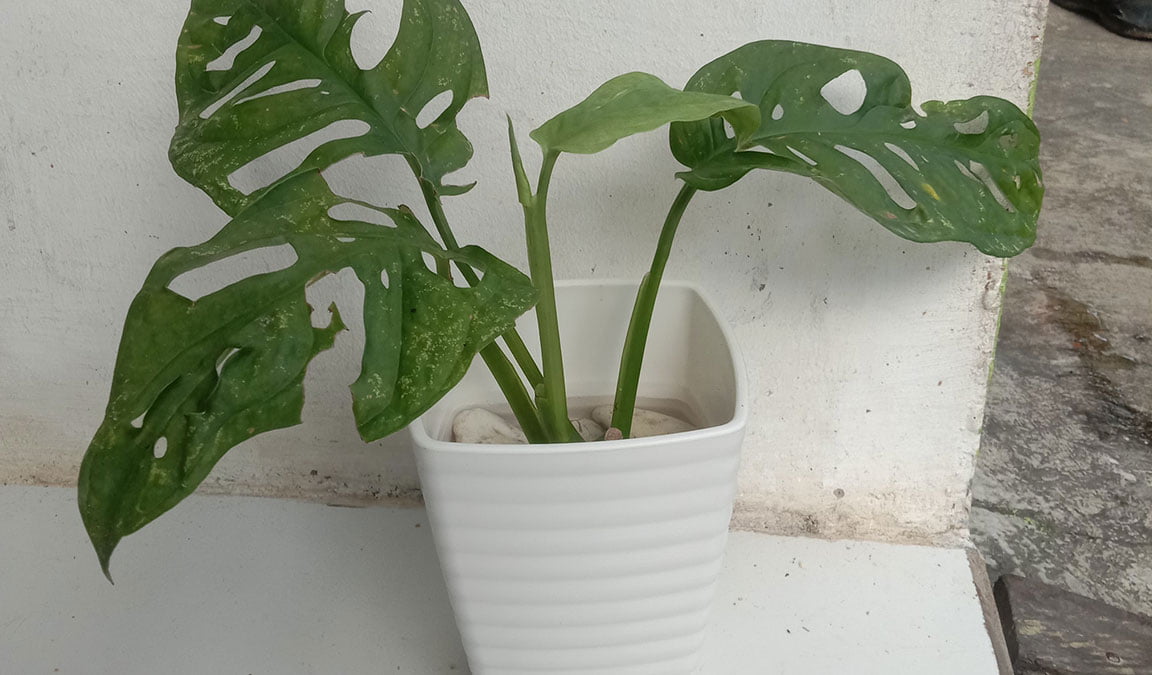 Lebih Mahal dan Menarik, Berikut Cara Merawat Monstera dan Dosis ...