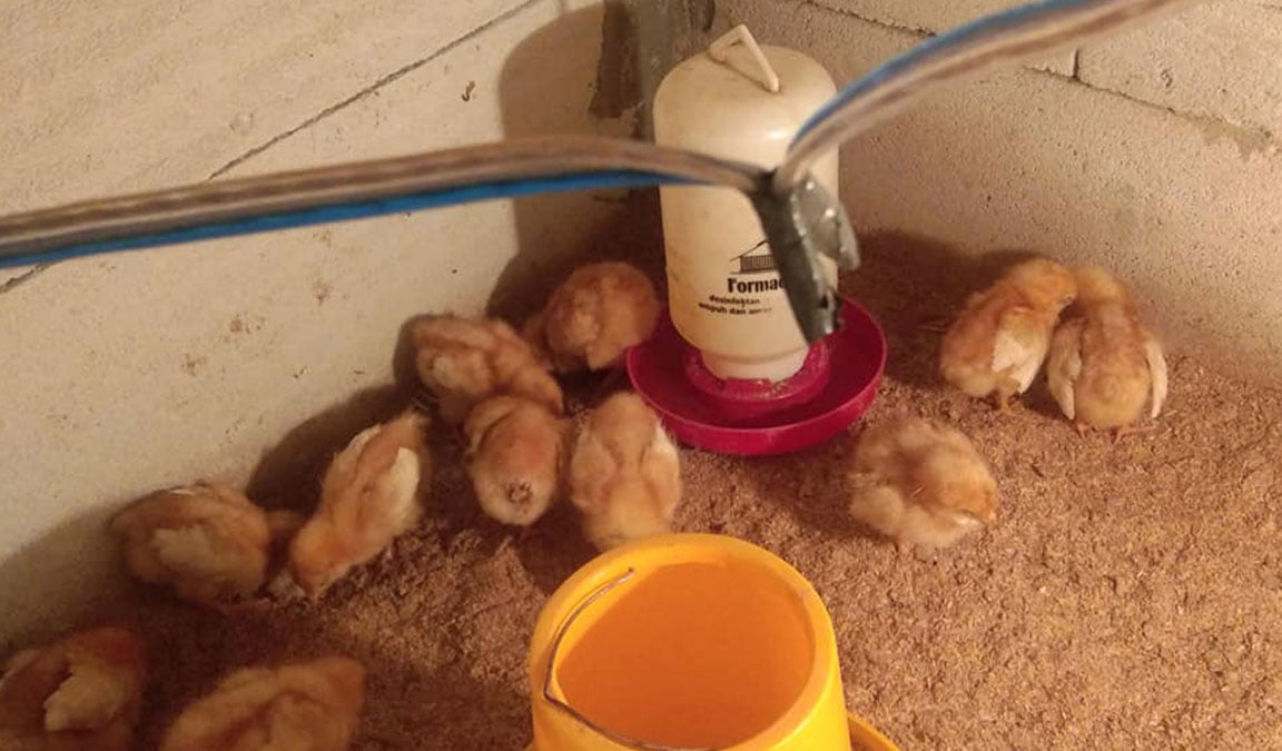 Cara Ternak Ayam Petelur Skala Kecil, Cocok Untuk Pemula
