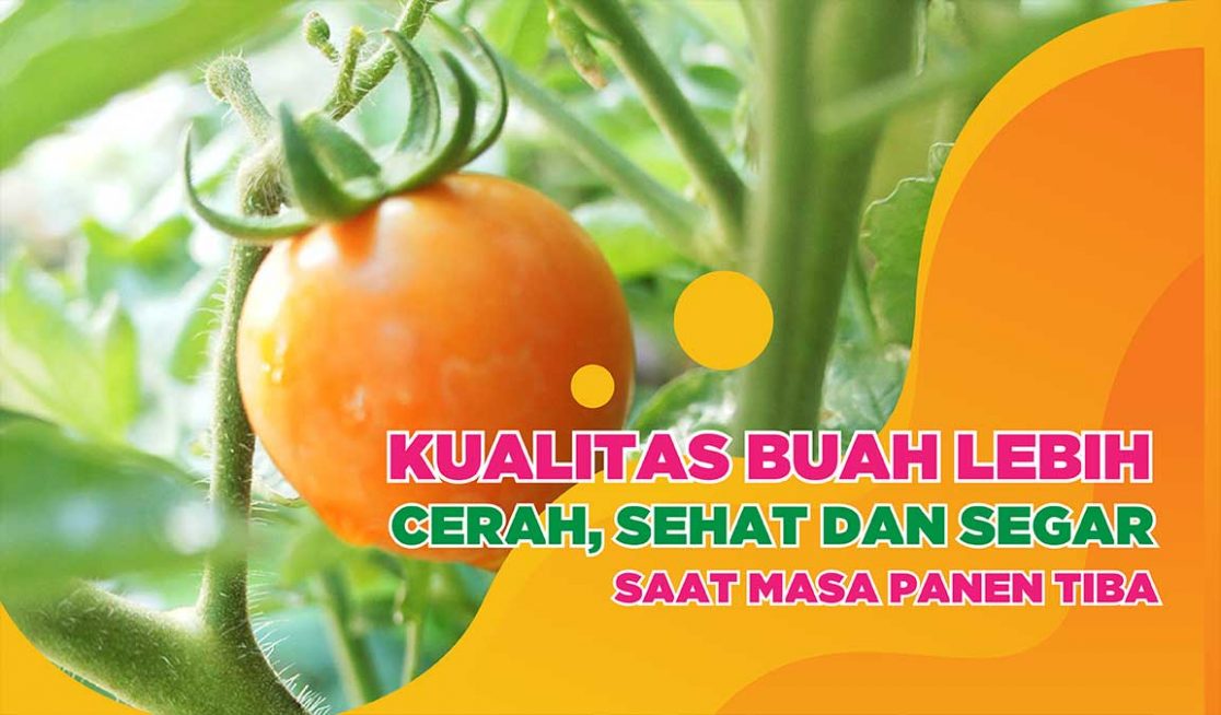Cara Menanam Tomat Agar Berbuah Lebat dan Cepat, Telah Terbukti