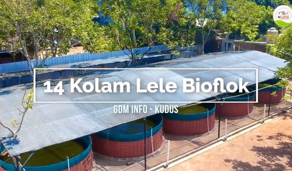 Menarik Dicoba! Hanya Dari Budidaya Lele Bioflok Tingkatkan Omzet Berlipat