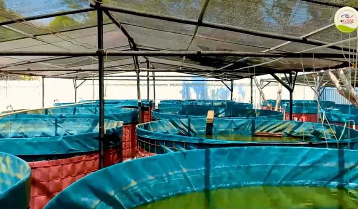 Menarik Dicoba! Hanya Dari Budidaya Lele Bioflok Tingkatkan Omzet Berlipat