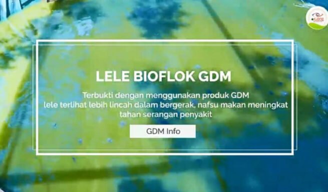 Menarik Dicoba! Hanya Dari Budidaya Lele Bioflok Tingkatkan Omzet Berlipat