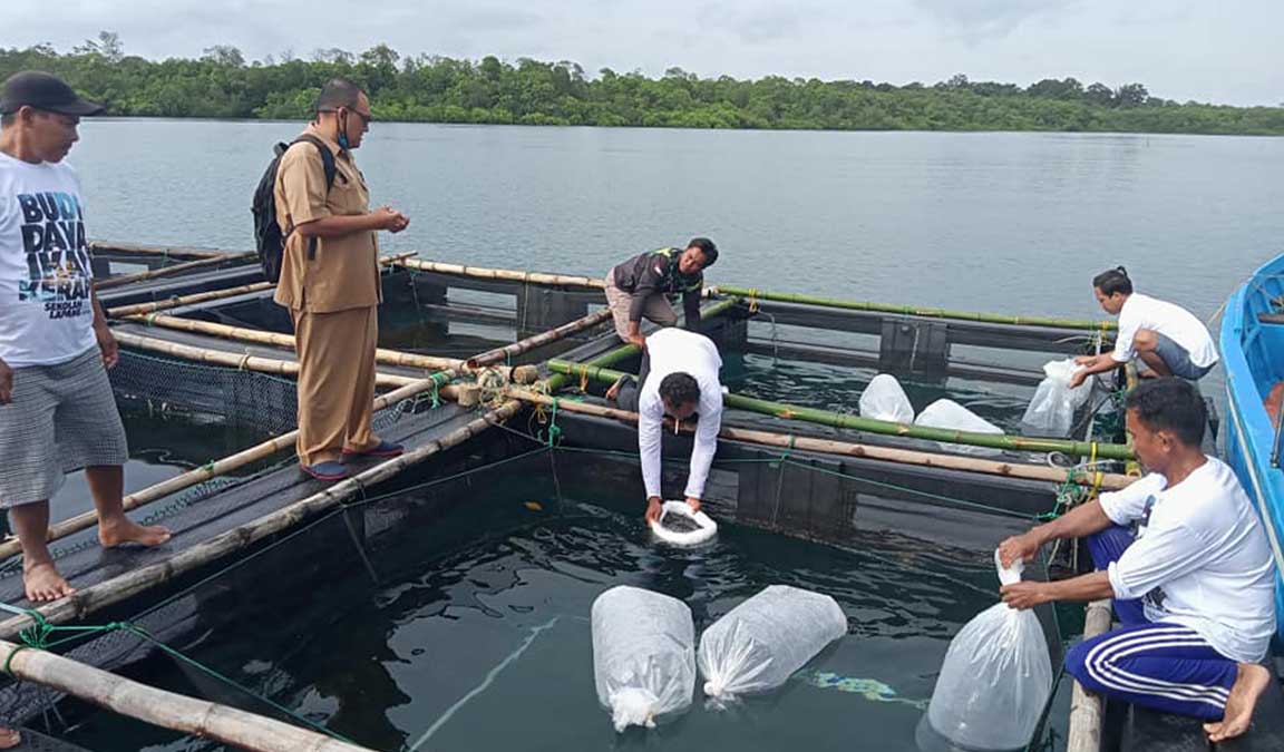 Cara Ternak Ikan Nila Maksimalkan Hasil Panen dan Tekan Angka FCR