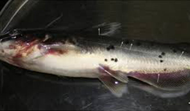 Wajib Tau! Penyakit Ikan Lele dan Cara Mencegahnya Agar Hasil Panen Maksimal - Suplemen dan ...