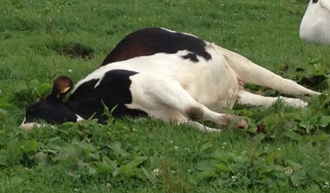 Ini Dia! Jenis Penyakit Sapi Beserta Solusi Lengkapnya Untuk Peternak ...