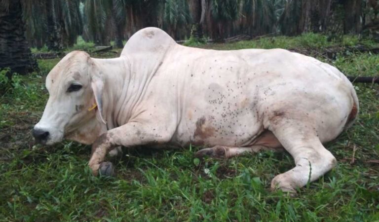 Ini Dia! Jenis Penyakit Sapi Beserta Solusi Lengkapnya Untuk Peternak ...