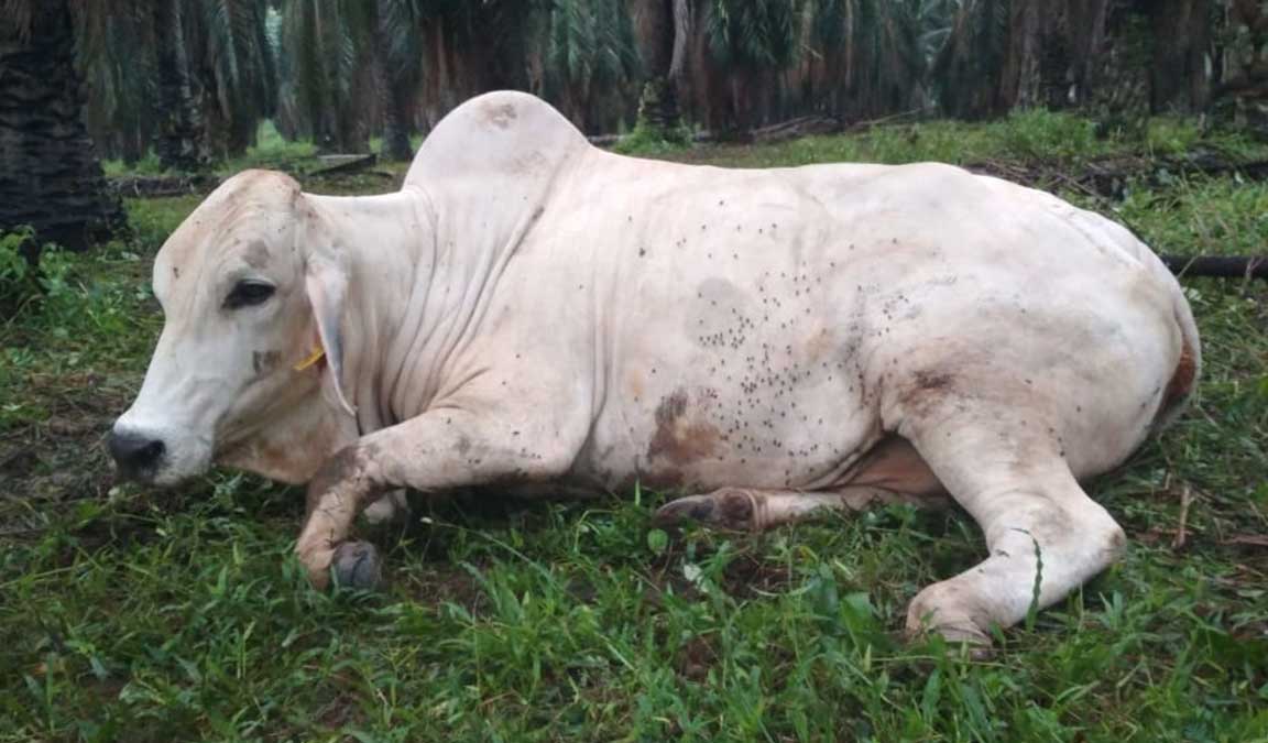 Ini Dia! Jenis Penyakit Sapi Beserta Solusi Lengkapnya Untuk Peternak ...