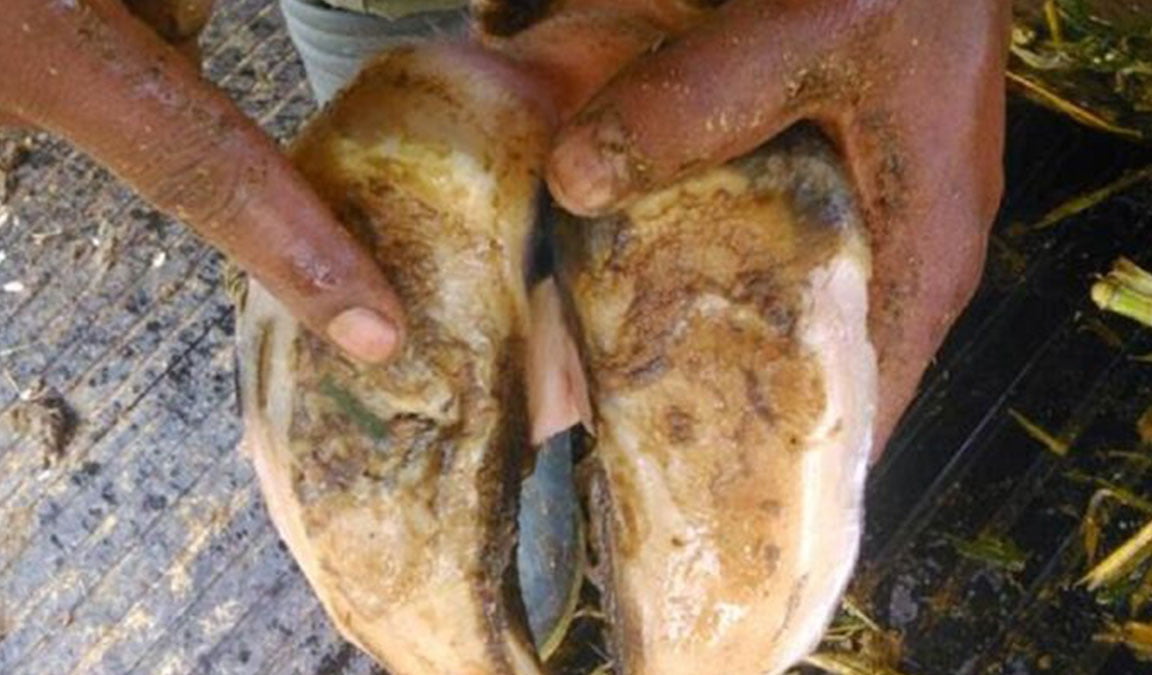 Ini Dia! Jenis Penyakit Sapi Beserta Solusi Lengkapnya Untuk Peternak ...