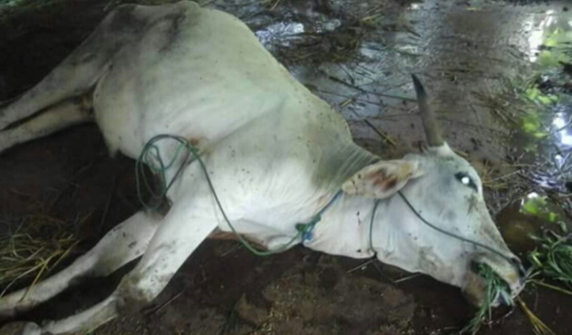 Ini Dia! Jenis Penyakit Sapi Beserta Solusi Lengkapnya Untuk Peternak ...