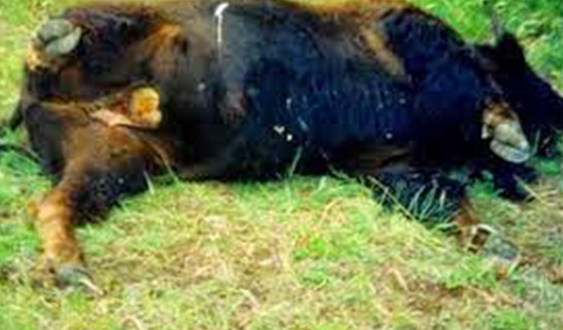 Ini Dia! Jenis Penyakit Sapi Beserta Solusi Lengkapnya Untuk Peternak ...