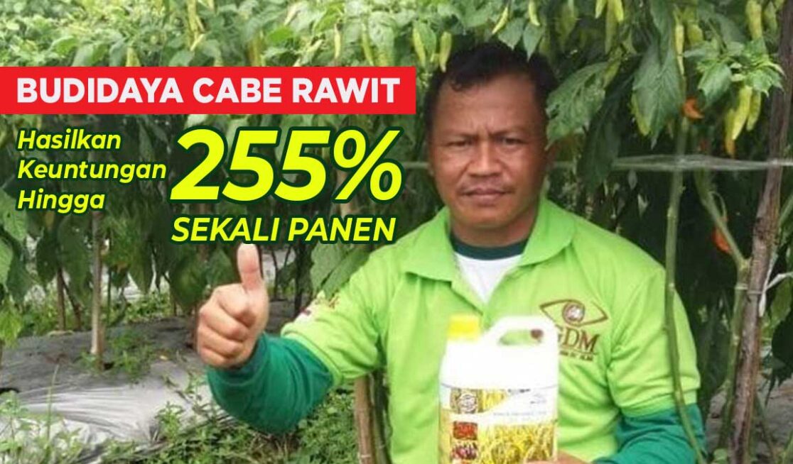 Pupuk Untuk Cabe Terbaik Dan Cara Pemupukan Yang Benar - Suplemen dan ...