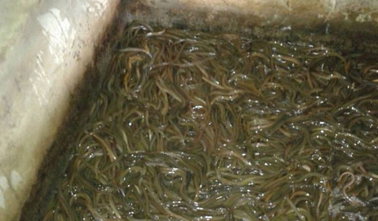 Cara Budidaya Belut Untuk Pemula Terlengkap, Dengan Metode Mudah dan ...