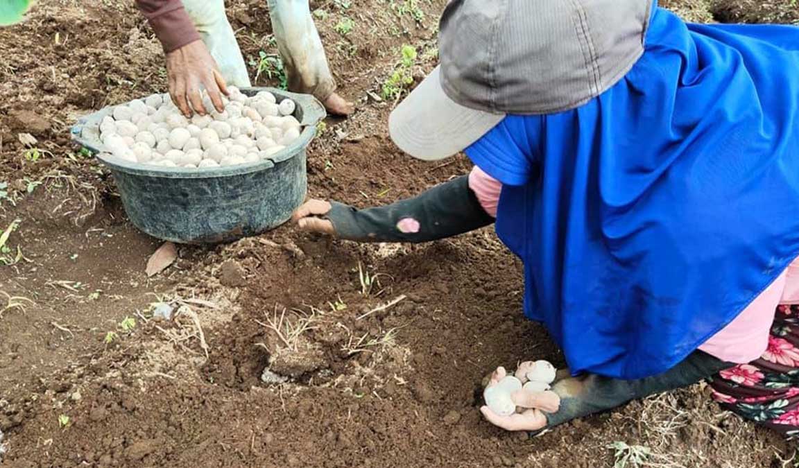 Cara Budidaya Kentang Yang Terbukti Dapat Meningkatkan Hasil Panen