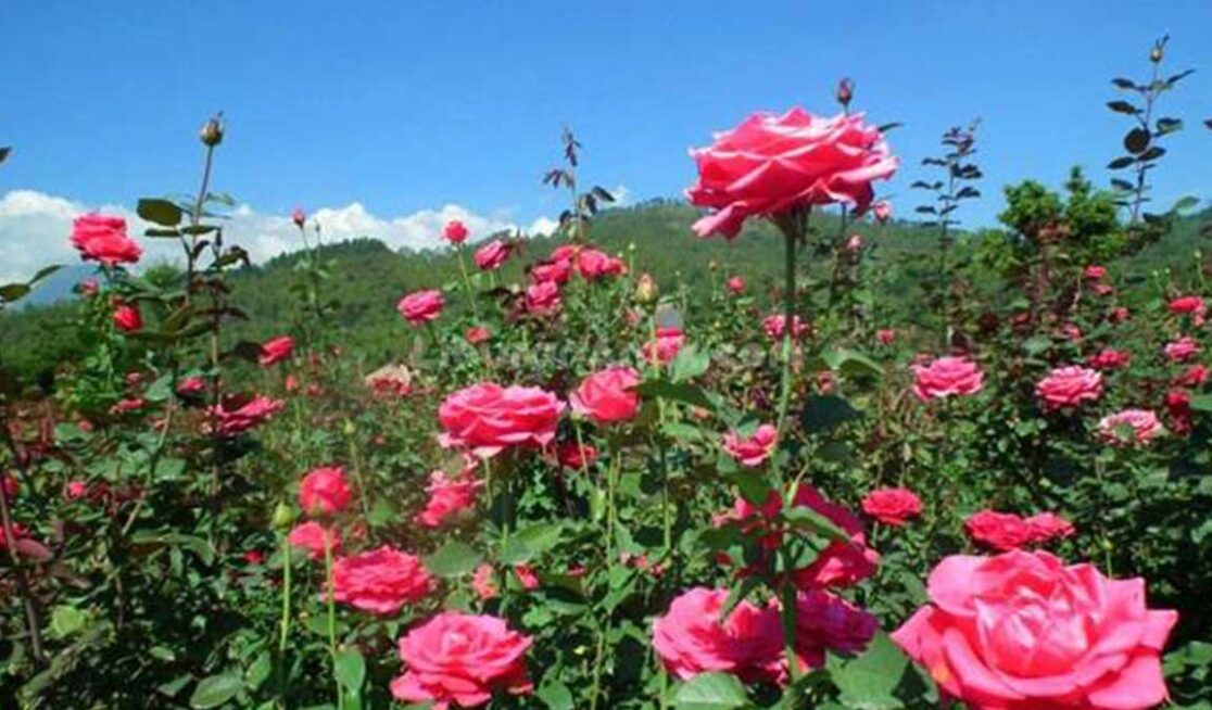 Cara Menanam Bunga Mawar Agar Cepat Berbunga Lebat dan Berlipat Keuntungan