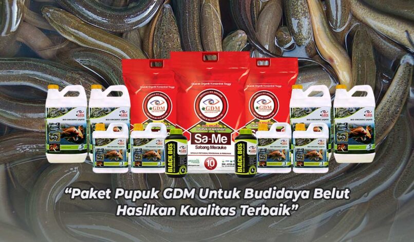 Cara Budidaya Belut Untuk Pemula Terlengkap, Dengan Metode Mudah dan ...