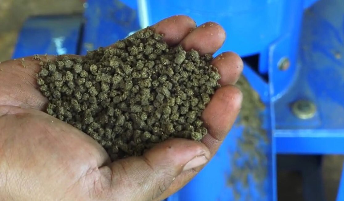 Pakan Ikan Lele Cepat Besar: Jenis, Kebutuhan Nutrisi dan Cara ...
