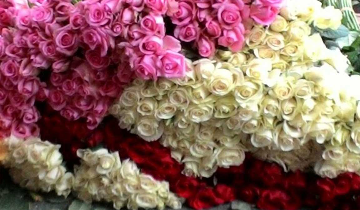 Cara Menanam Bunga Mawar Agar Cepat Berbunga Lebat dan Berlipat Keuntungan