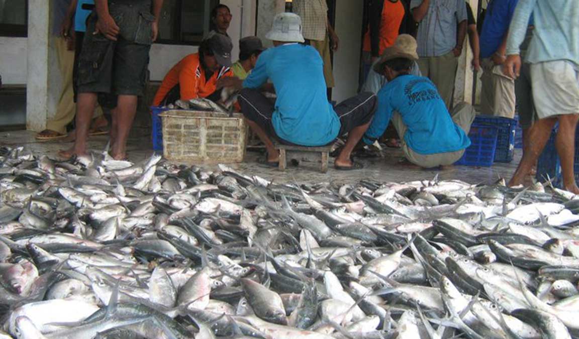 Cara Budidaya Ikan Bandeng Yang Terbukti Meningkatkan Hasil Panen