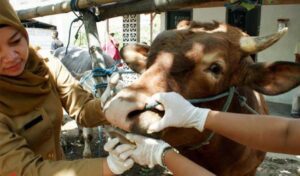 Penyakit Sapi Kembung: Gejala Serangan, Penyebab, Cara Mengobati ...