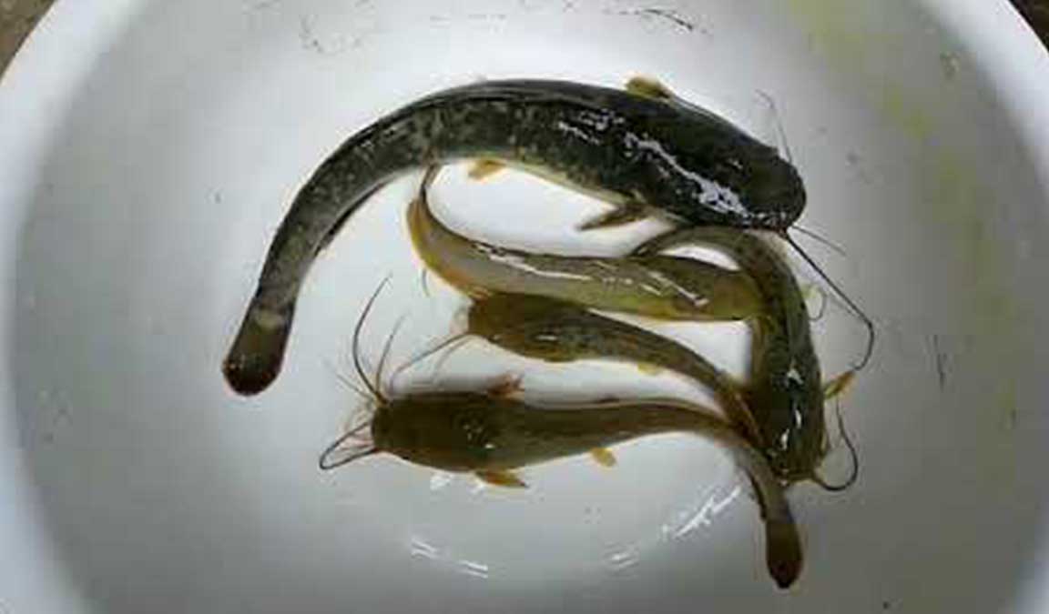 Penyakit Kuning Pada Lele: Gejala, Penyebab, Cara Mengobati Hingga ...