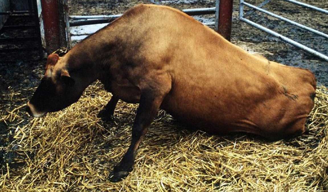 Penyakit Sapi Gila: Cara Mengobati, Gejala, Penyebab Hingga ...