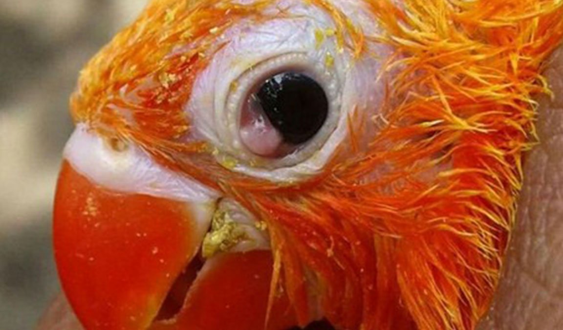 Penyakit Snot Pada Lovebird : Cara Mengobati, Gejala, Penyebab Hingga ...