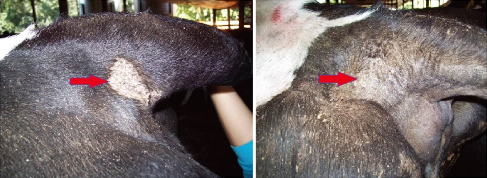 Penyakit Kulit Pada Sapi (Scabies): Cara Mengobati, Gejala, Penyebab ...