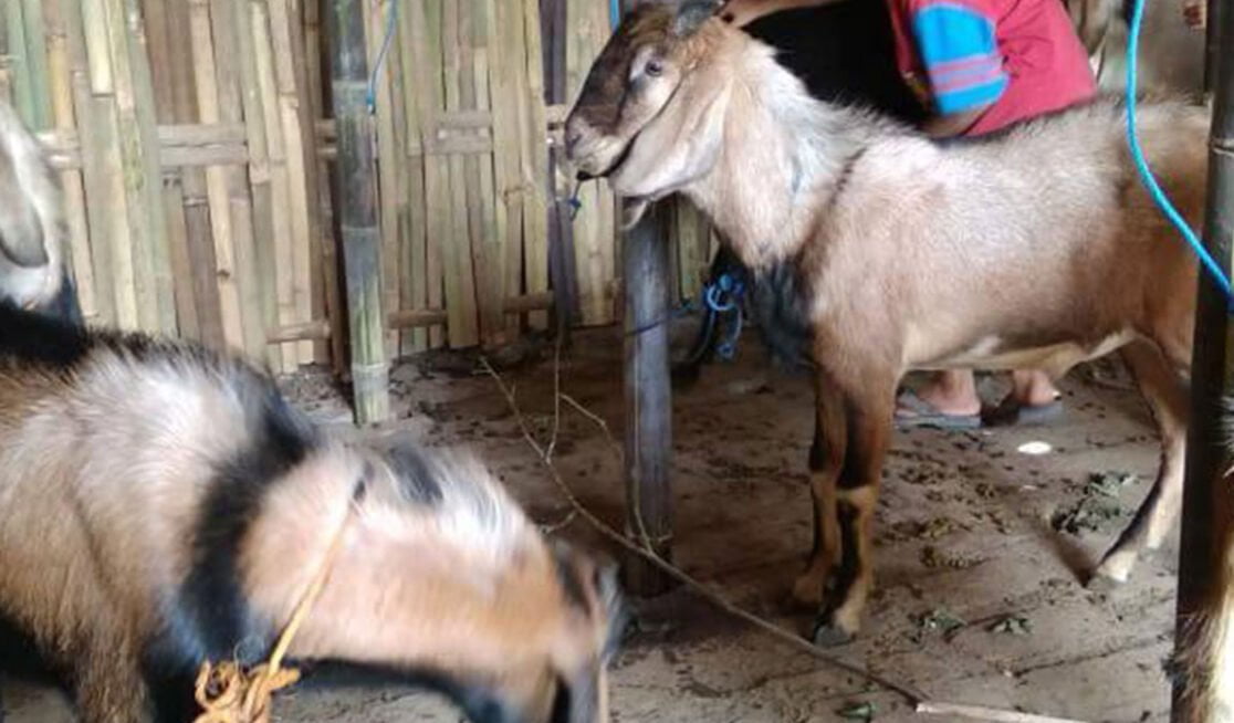 Penyakit Kambing Kembung: Gejala Serangan, Penyebab, Cara Mengobati ...