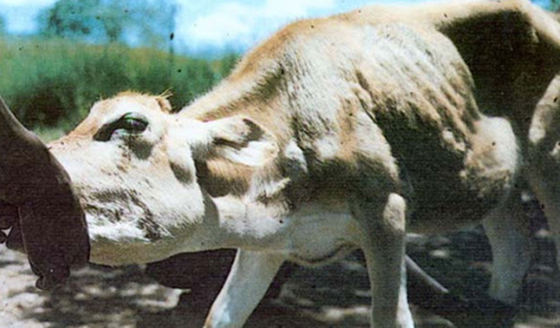 Sapi Tidak Mau Makan Dan Lemas: Gejala, Penyebab, Cara Mengatasi Hingga ...