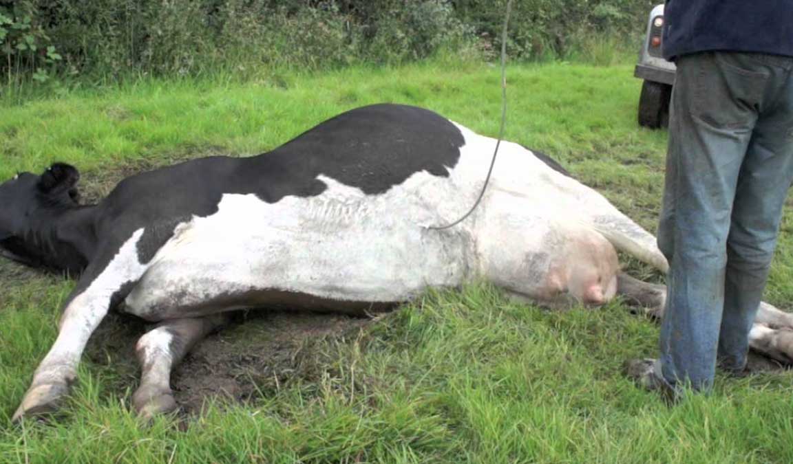 Sapi Tidak Mau Makan Dan Lemas: Gejala, Penyebab, Cara Mengatasi Hingga ...